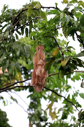NParks | Brownea grandiceps