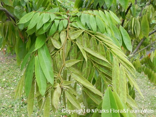 NParks | Brownea grandiceps