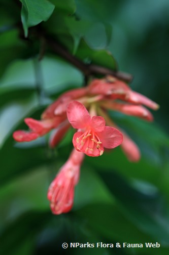 NParks | Brownea grandiceps