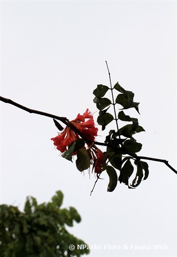 NParks | Brownea grandiceps