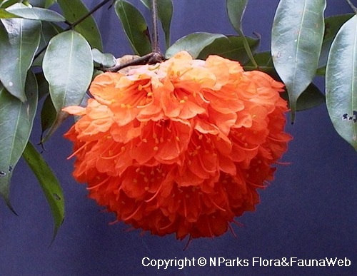 NParks | Brownea coccinea subsp capitella