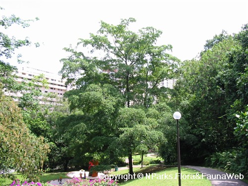 NParks | Terminalia buceras