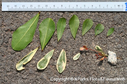 NParks | Terminalia mantaly 'Tricolor'