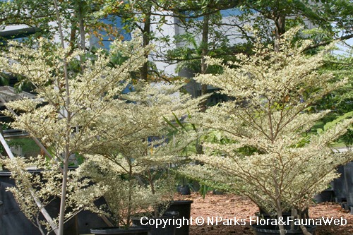 NParks | Terminalia mantaly 'Tricolor'