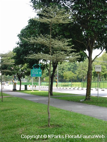 NParks | Terminalia mantaly 'Tricolor'