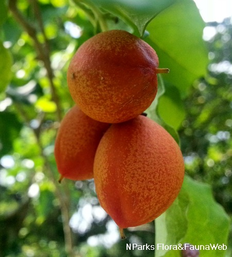 NParks | Bunchosia armeniaca