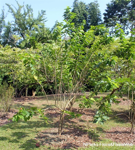 NParks | Bunchosia armeniaca