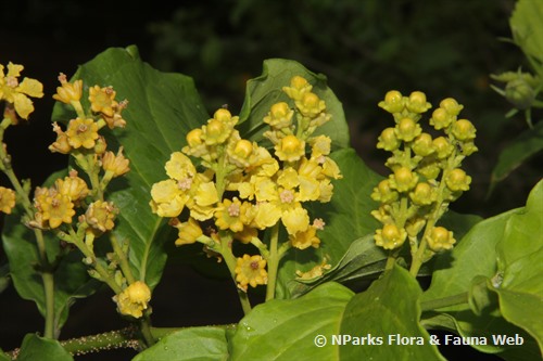 NParks | Bunchosia armeniaca