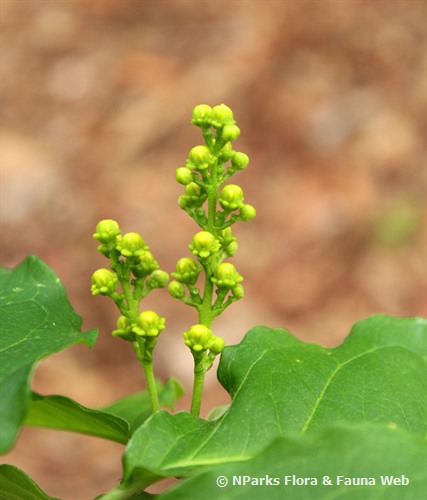 NParks | Bunchosia armeniaca
