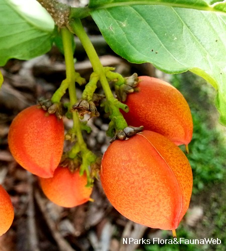 NParks | Bunchosia armeniaca