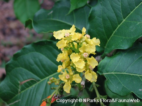 NParks | Bunchosia armeniaca
