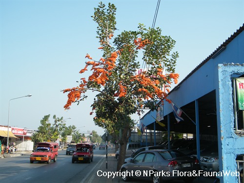 NParks | Butea monosperma