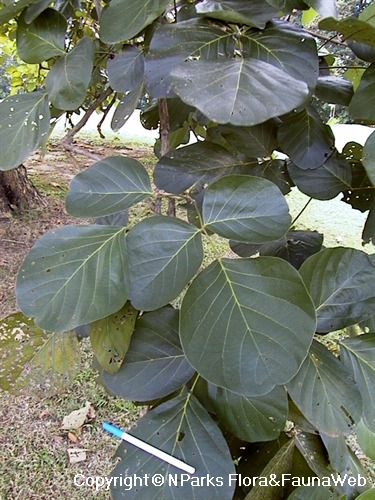 NParks | Butea monosperma