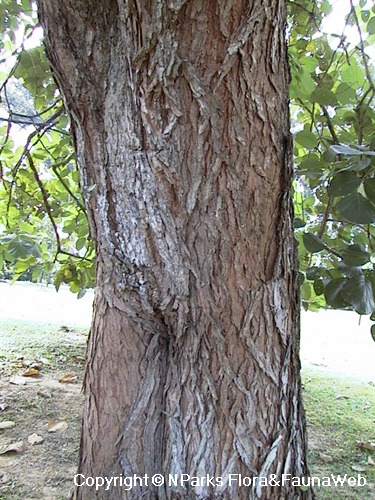 NParks | Butea monosperma