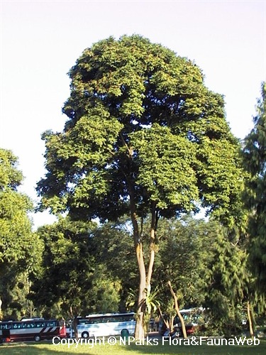 NParks | Adinobotrys atropurpureus