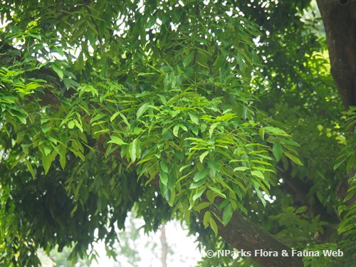 NParks | Adinobotrys atropurpureus