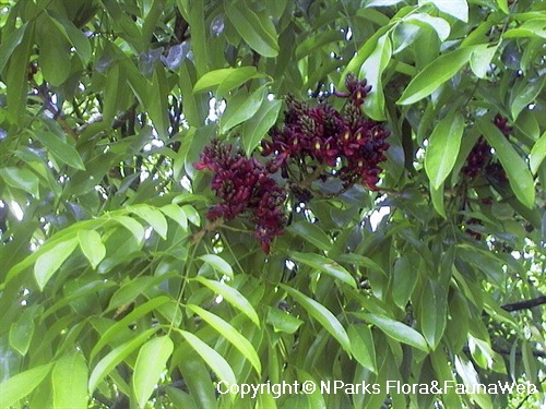 NParks | Adinobotrys atropurpureus