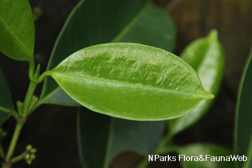 NParks | Carallia brachiata