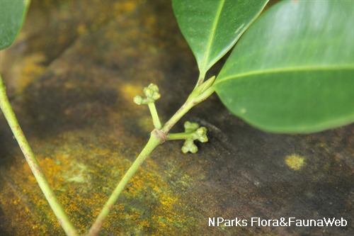NParks | Carallia brachiata