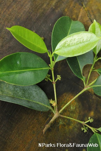 NParks | Carallia brachiata