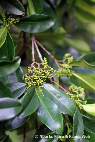 NParks | Carallia brachiata