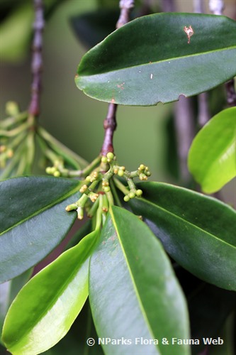 NParks | Carallia brachiata