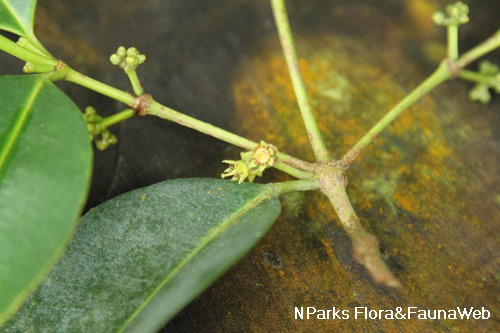 NParks | Carallia brachiata