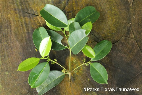 NParks | Carallia brachiata