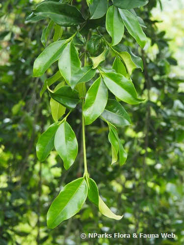 NParks | Carallia brachiata 'Honiara'