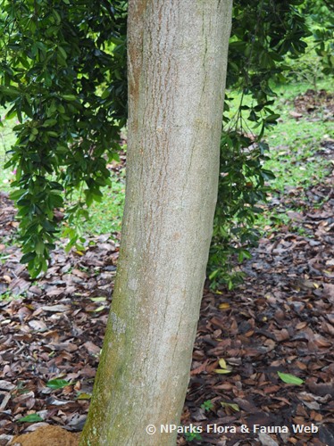 NParks | Carallia brachiata 'Honiara'