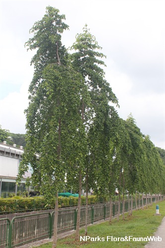 NParks | Carallia brachiata 'Honiara'