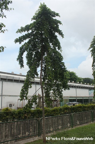 NParks | Carallia brachiata 'Honiara'