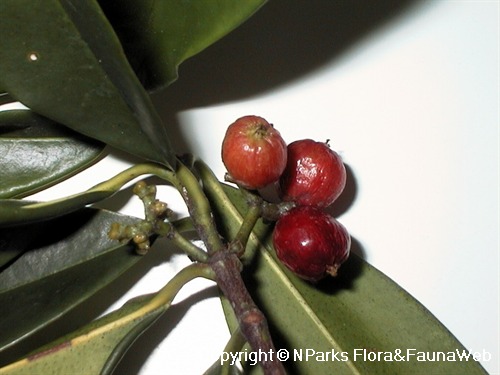 NParks | Carallia brachiata 'Honiara'