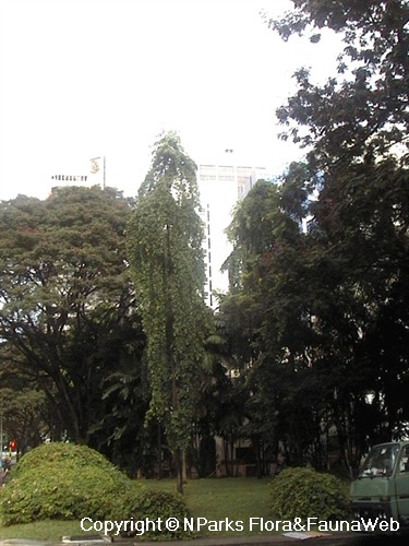 NParks | Carallia brachiata 'Honiara'