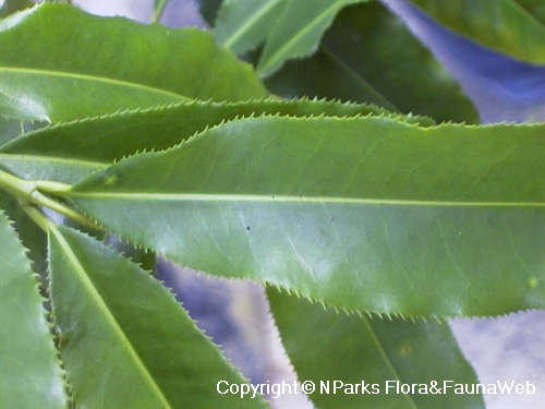 NParks | Carallia suffruticosa