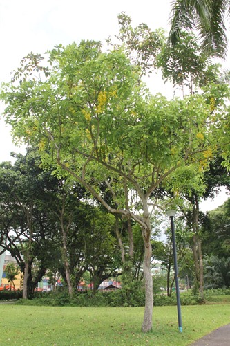 NParks | Cassia fistula