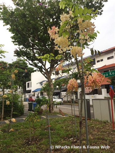 NParks | Cassia javanica subsp nodosa