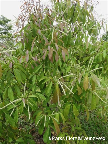 NParks | Castanopsis inermis