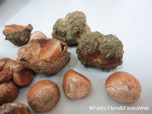 NParks | Castanopsis inermis