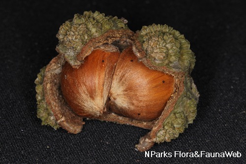 NParks | Castanopsis inermis