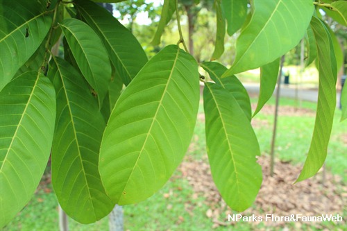 NParks | Castanopsis inermis