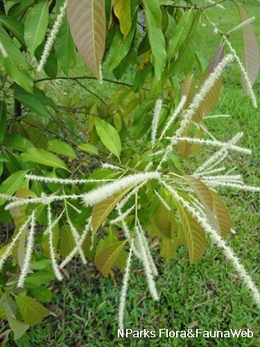 NParks | Castanopsis inermis