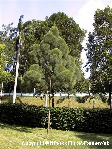 NParks | Gymnostoma sumatranum