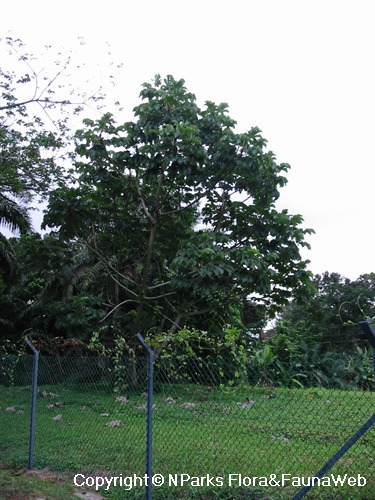 NParks | Cecropia peltata