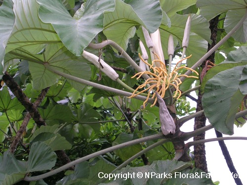 NParks | Cecropia peltata