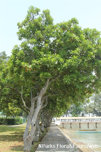 NParks | Cerbera manghas