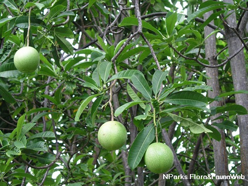 NParks | Cerbera manghas