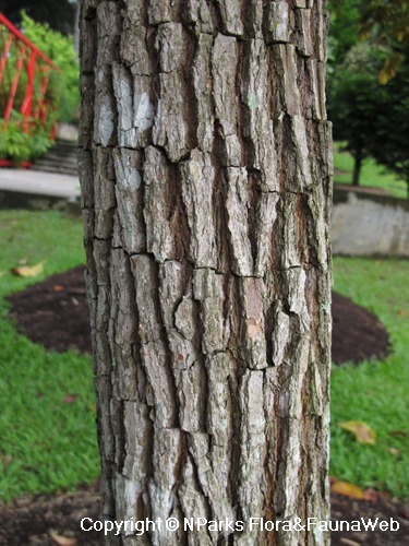 NParks | Chrysophyllum cainito