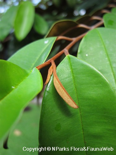 NParks | Chrysophyllum cainito