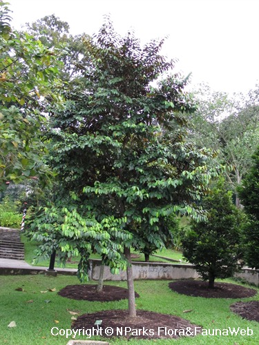 NParks | Chrysophyllum cainito